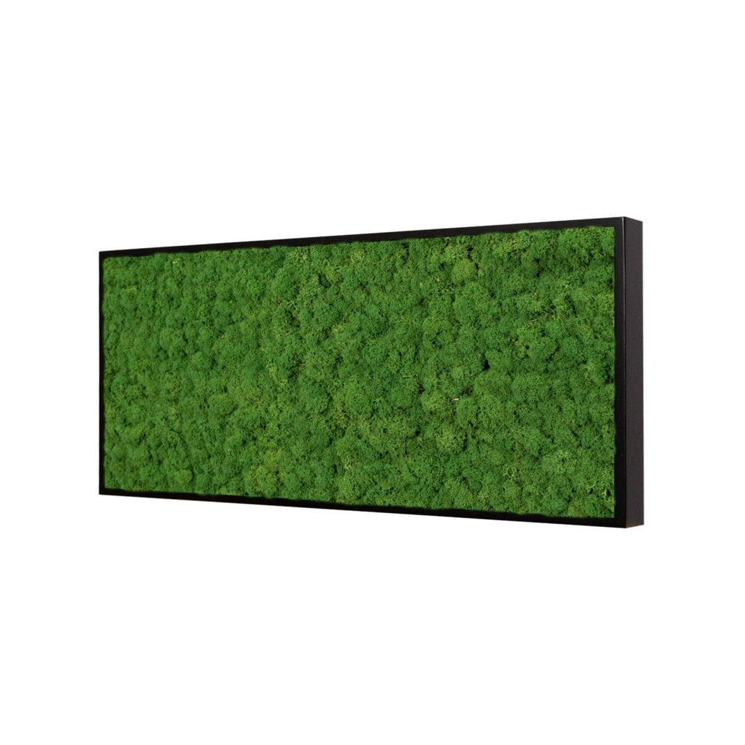 Moosbild Islandmoos 60x30cm Rahmenfarbe Schwarz